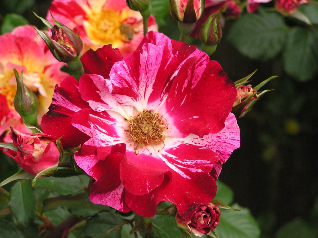 Red | White | and A Blue Rose – Gaga's Garden