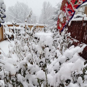 Winterizing Your Roses – Gaga's Garden