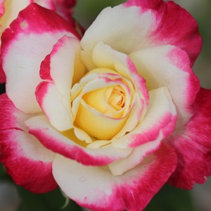 Jackson & Perkins Winner Creates A Memory Mother’s Day Rose Garden ...