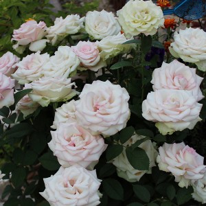 Top Ten Classic Roses – Gaga's Garden