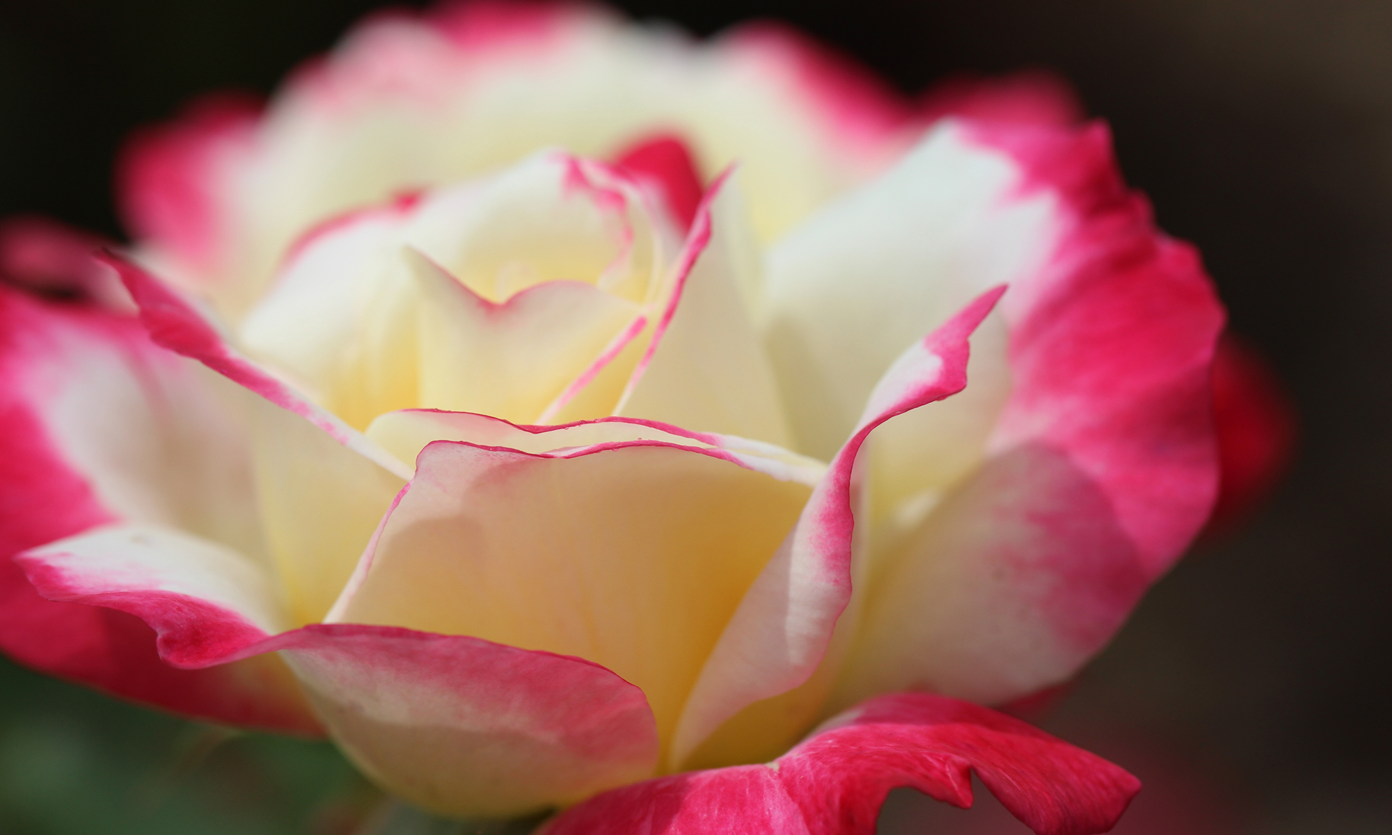 Top Ten Classic Roses – Gaga's Garden
