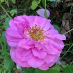 Top Ten New Roses – Gaga's Garden