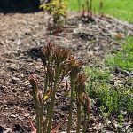 5 Tips To Grow Peonies – Gaga's Garden