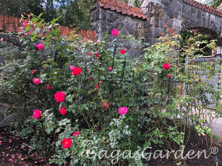 Top Ten New Roses – Gaga's Garden