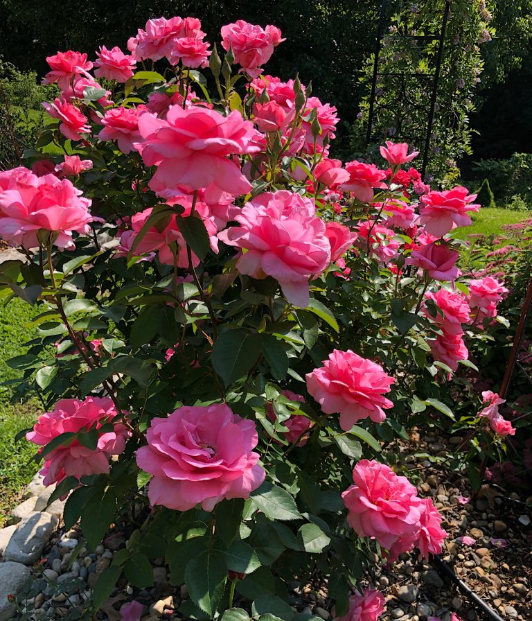 ‘Top Ten’ Roses For Life – Gaga's Garden