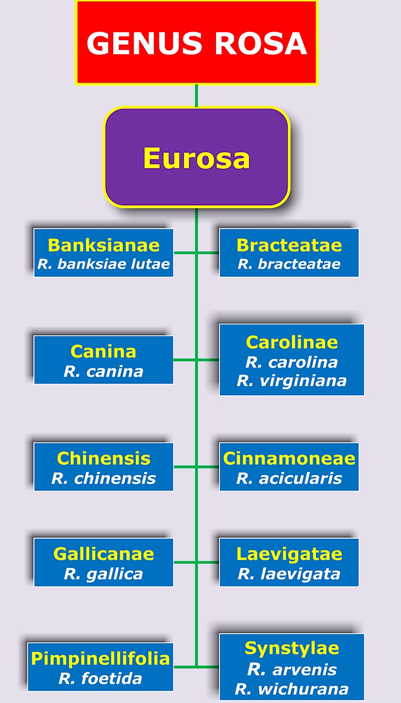 Roses To Fall In Love With Hulthemias – Gaga's Garden